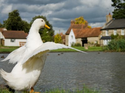 Haddenham.net - Pluck a Duck!
