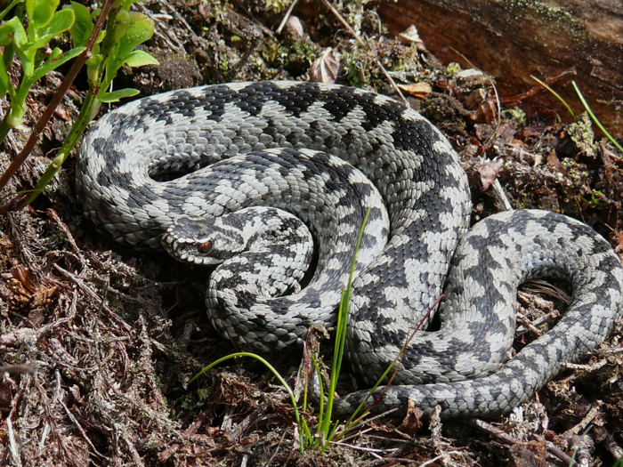 Sandstone Ridge Trust | Reptile Awareness Day